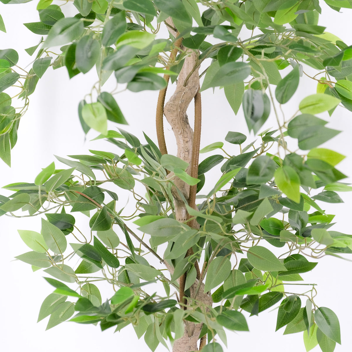 Artificial Ficus Tree with Twisted Trunk (180cm) – HG Living Co