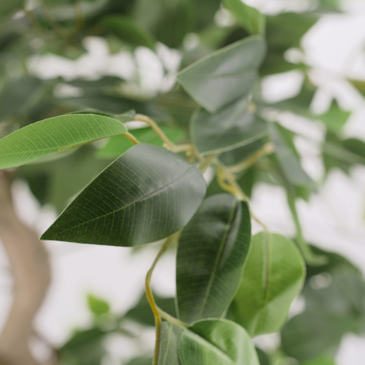 Artificial Ficus Tree with Twisted Trunk 150cm – HG Living Co