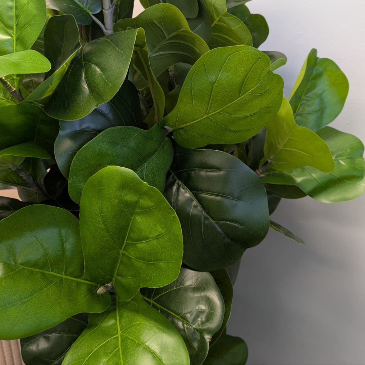 Fiddle Leaf Fig Artificial Tree - 180cm in pot – HG Living Co